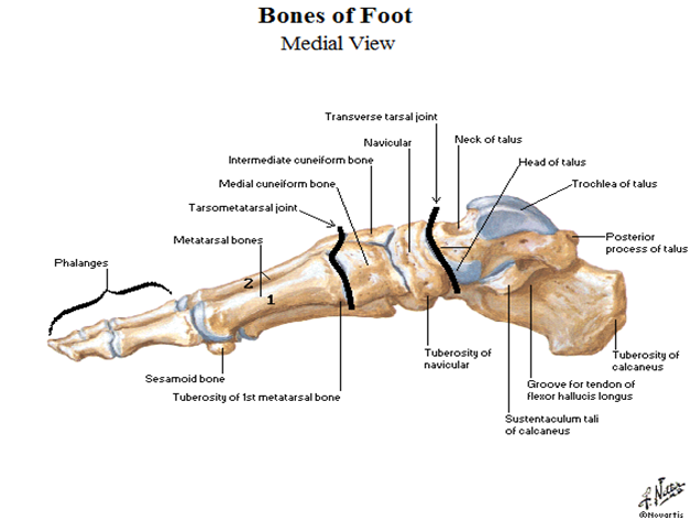 Teknik Radiograf: TEKNIK RADIOGRAFI OS PEDIS