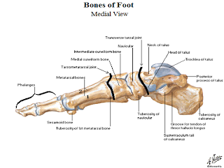 Gudang Medis: teknik radiografi pedis