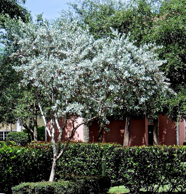 Finally Serious About Photography and Prose: Society Garlic and Silver ...
