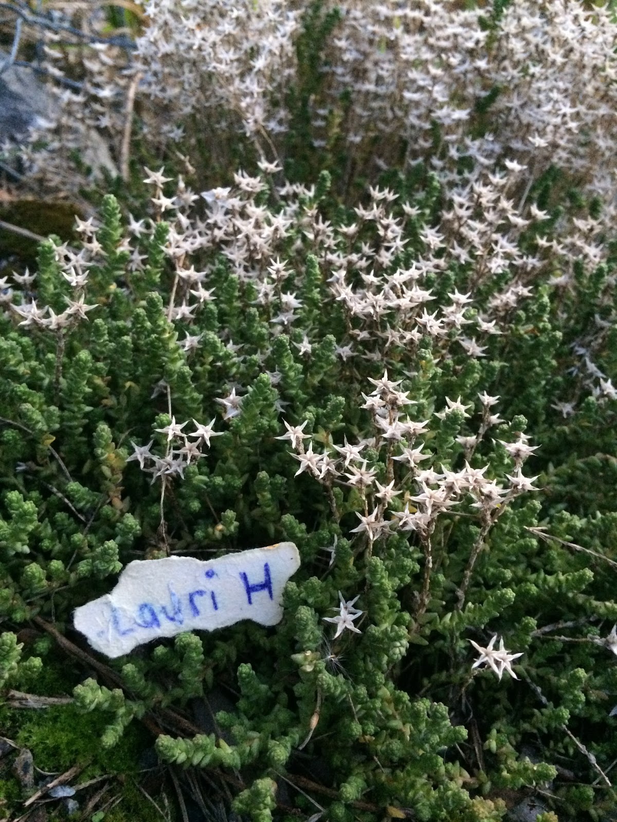 Laurin kasvio: Maksaruoho, päivänkakkara, kallioimarre