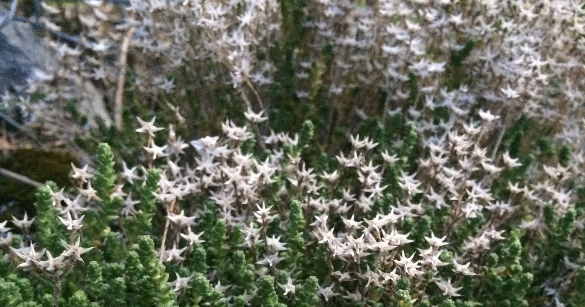 Laurin kasvio: Maksaruoho, päivänkakkara, kallioimarre