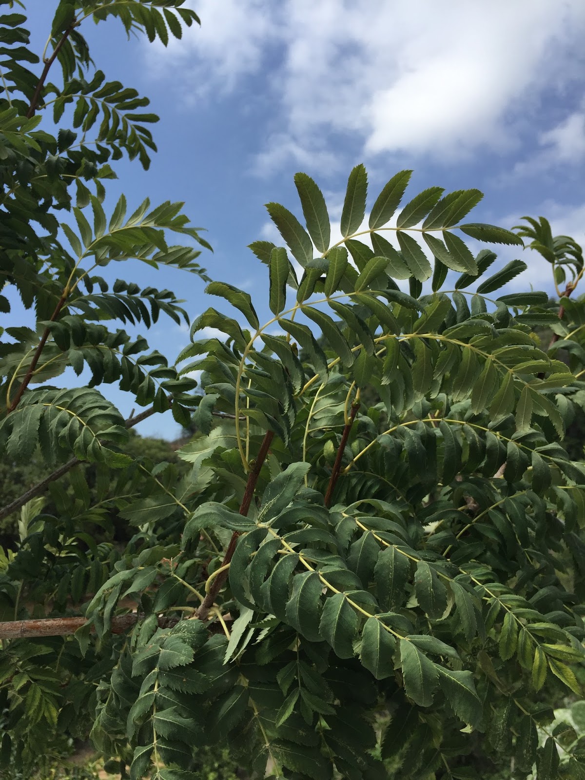 PLANTAR CIENTOS DE ARBOLES: SERBAL COMÚN (Sorbus Domestica)