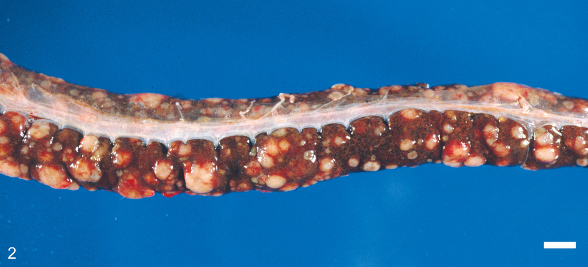 Adenocarcinoma del oviducto en algunas especies de serpientes en cautiverio