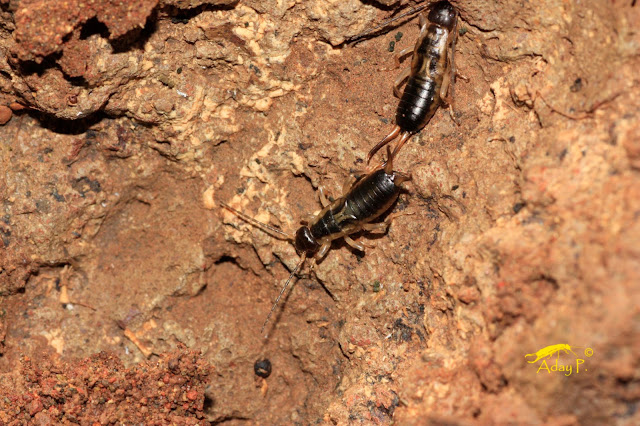 Artropodolandia: Dermápteros