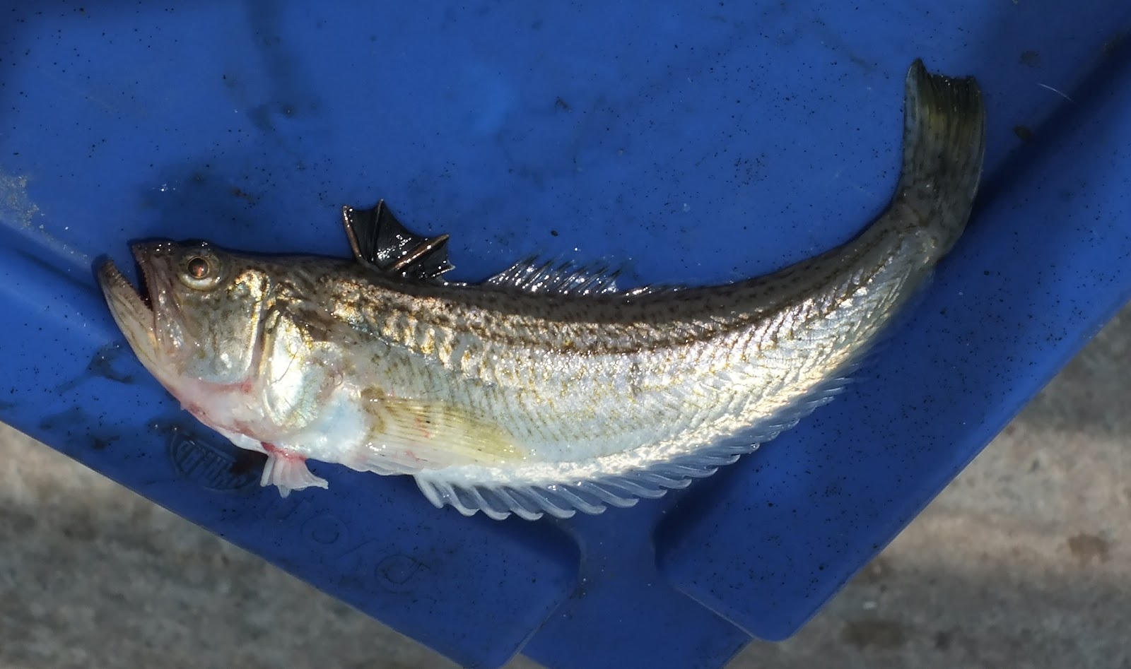 Lancashire and Lakeland Outback Adventure Wildlife Safaris: July 2013