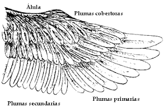 Aviario Dulce Refugio