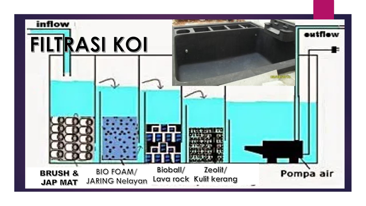 FILTRASI KOLAM IKAN KOI SEDERHANA SUPAYA IKAN CEPAT BESAR DAN TIDAK ...