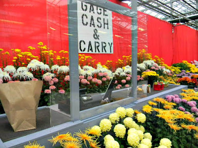 Day One Photography: Mum Show 2020