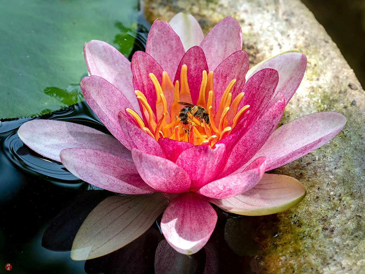 FROM THE GARDEN OF ZEN: Suiren (water lily) flower: Kita-kamakura