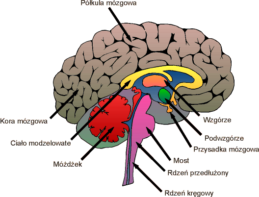 Autoterapia REBT: SESJA 15: JAK MÓZG TWORZY EMOCJE