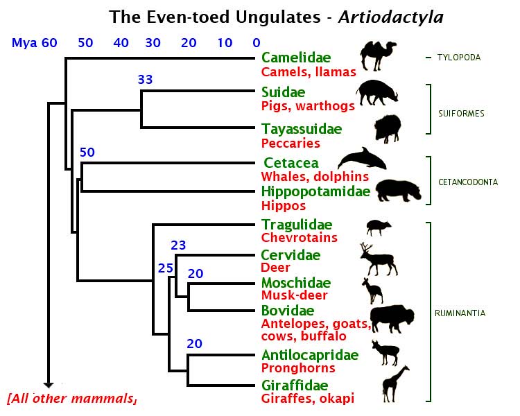 Info Hewan Tumbuhan Prasejarah: Artiodactyla, ordo mamalia berkuku belah