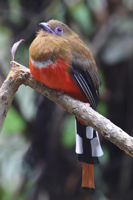SOUTH EAST ASIA BIRDS - Malaysia birds paradise: Red Headed Trogon Female