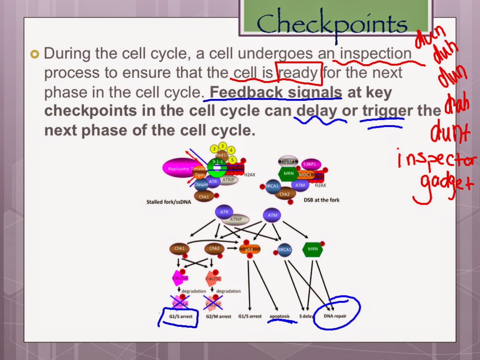 EC Honors Biology: Cell Cycle Control and Cancer Day 1
