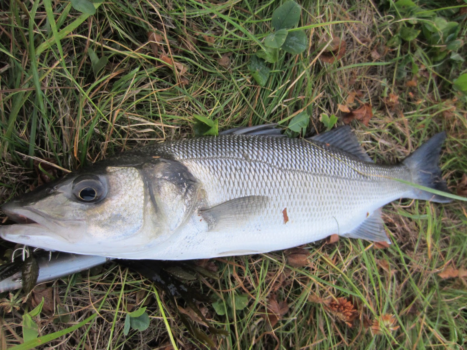 Oosterschelde baars: Met regelmaat een baars