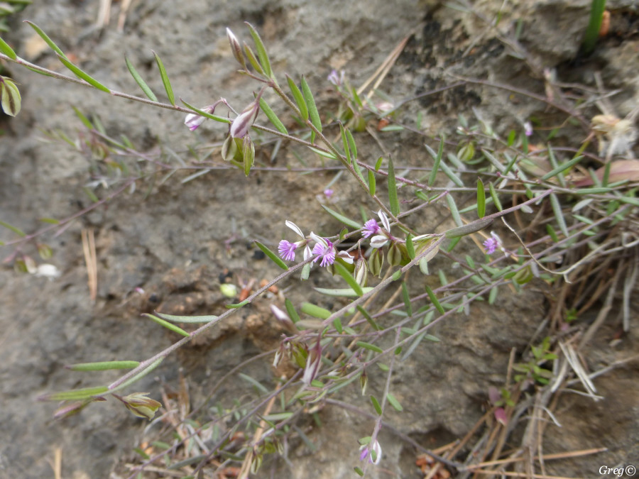 Flora Silvestre de Murcia: Polygala rupestris