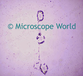 Microscope World Blog: Bacillus Bacteria under the Microscope