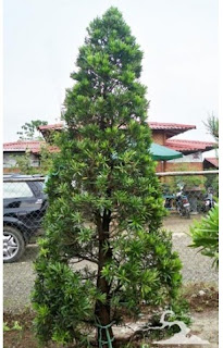 Tanaman / Pohon unik Lohansung