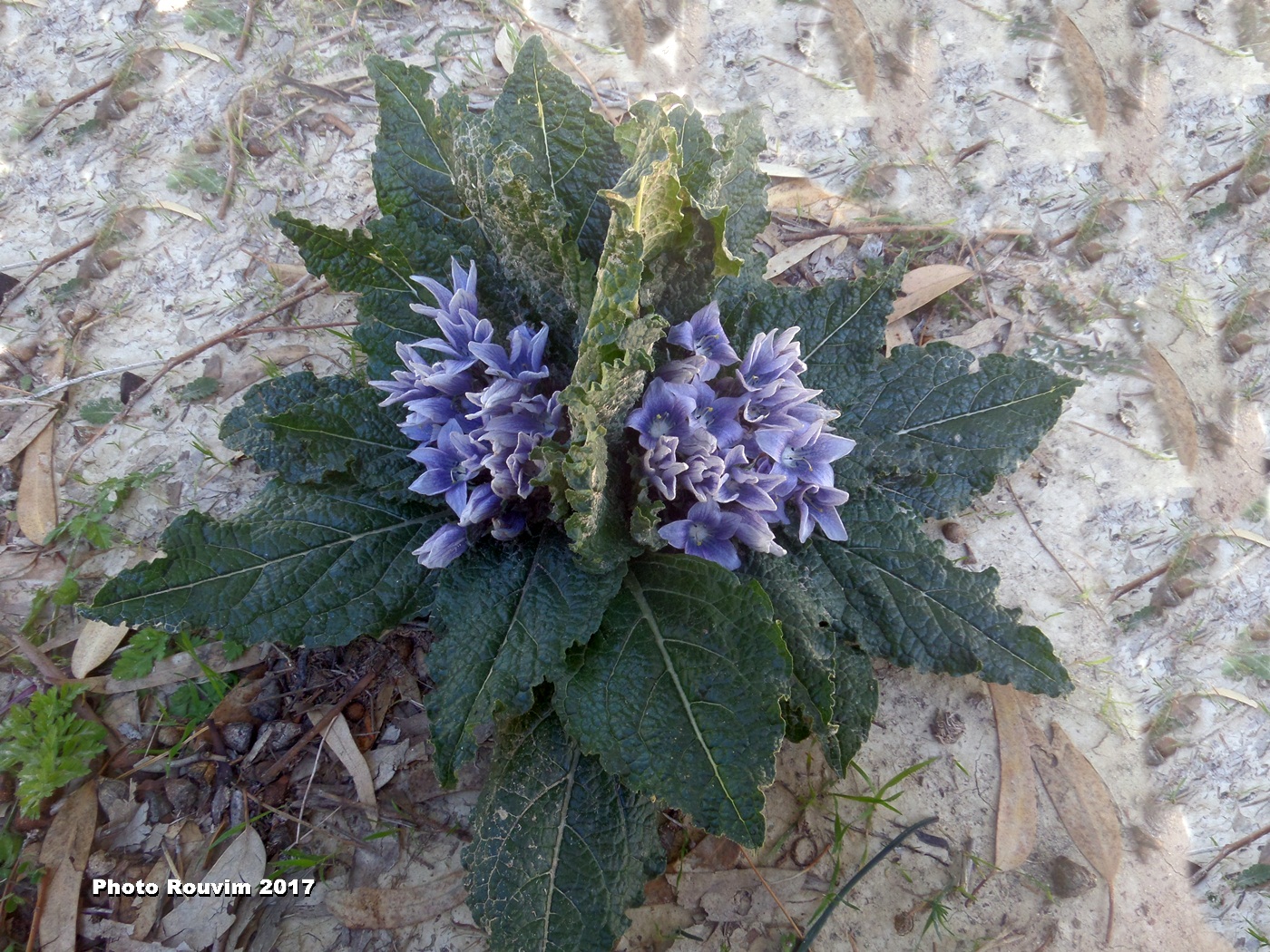ΡΟΔΟΣυλλέκτης: Μανδραγόρας: Μυστηριώδεις, υπερφυσικές ιδιότητες και ...