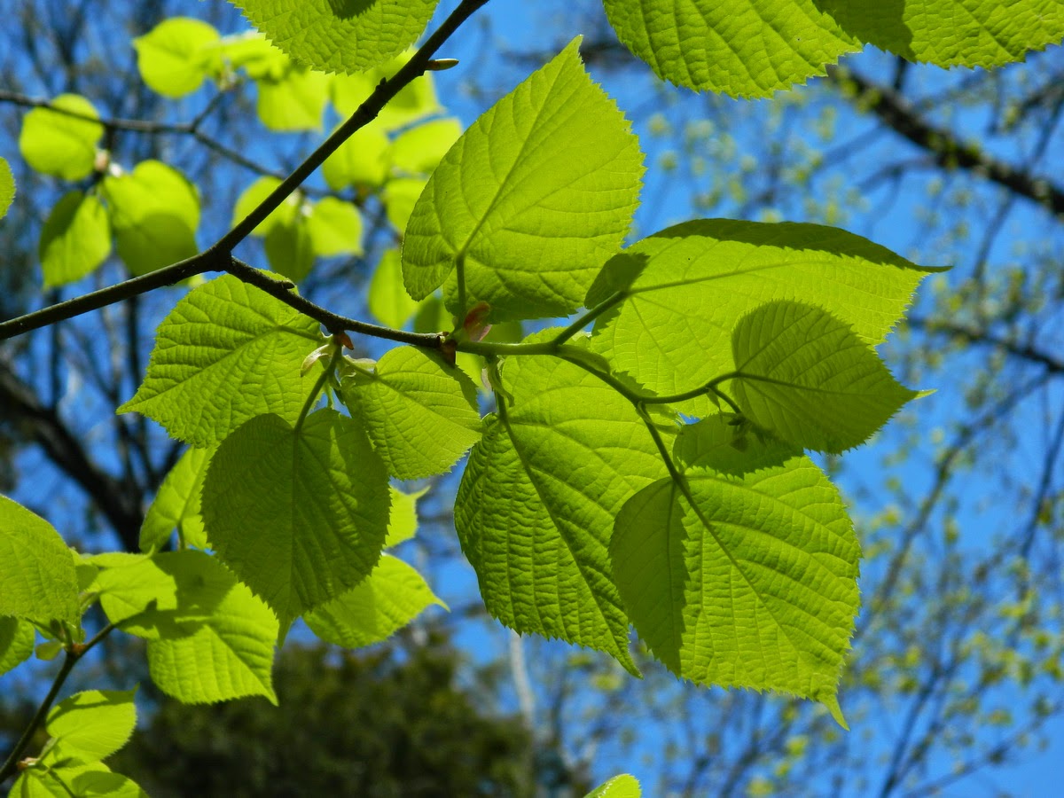LA MULTI ANI, ROMANIA!: Verdele crud al primaverii. Frunze de tei