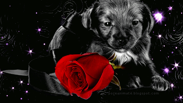 Catei mici si frumosi