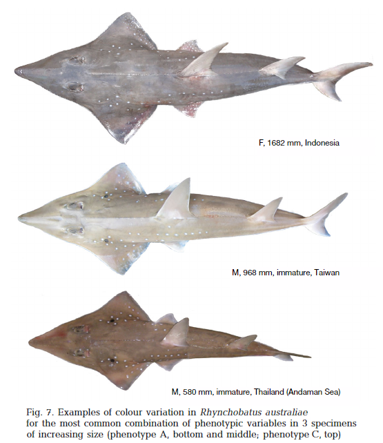 Species New to Science: [Ichthyology • 2016] Genetic and Phenotypic ...