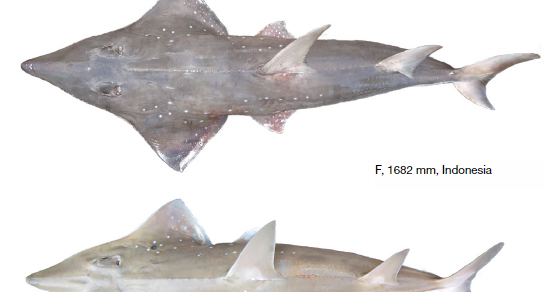 Species New to Science: [Ichthyology • 2016] Genetic and Phenotypic ...