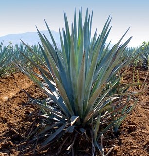 Tumbuhan Agave
