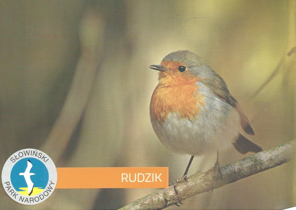 MY POSTCARD-PAGE: POLAND ~ European Robin - Słowiński National Park ...