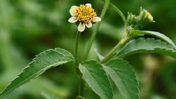 9 Manfaat Daun Ketul dan cara Penggunaanya yang Harus Kamu Tahu ...