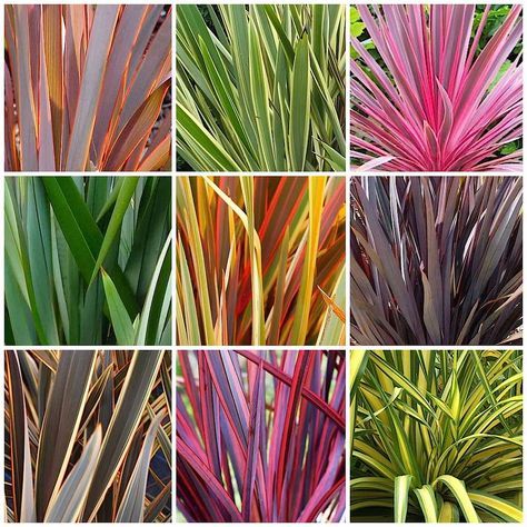 Phormium «Formio, Lino de montaña» - Id Plantae
