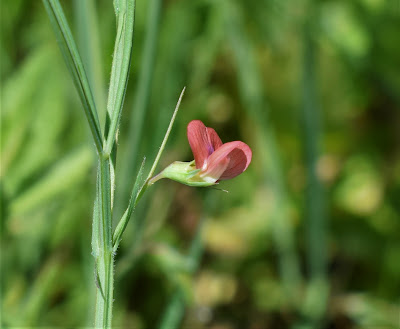 Plantas: Beleza e Diversidade: Cizirão-redondo (Lathyrus sphaericus)