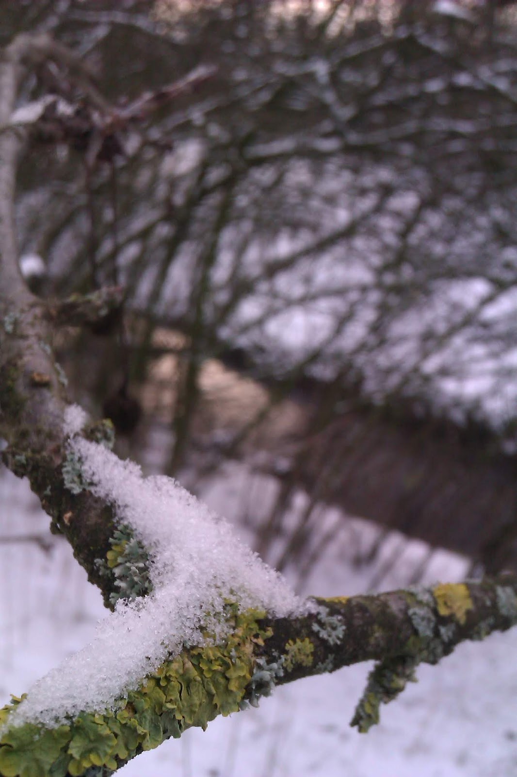 Frau Frieda: Ungarische Lockengänse