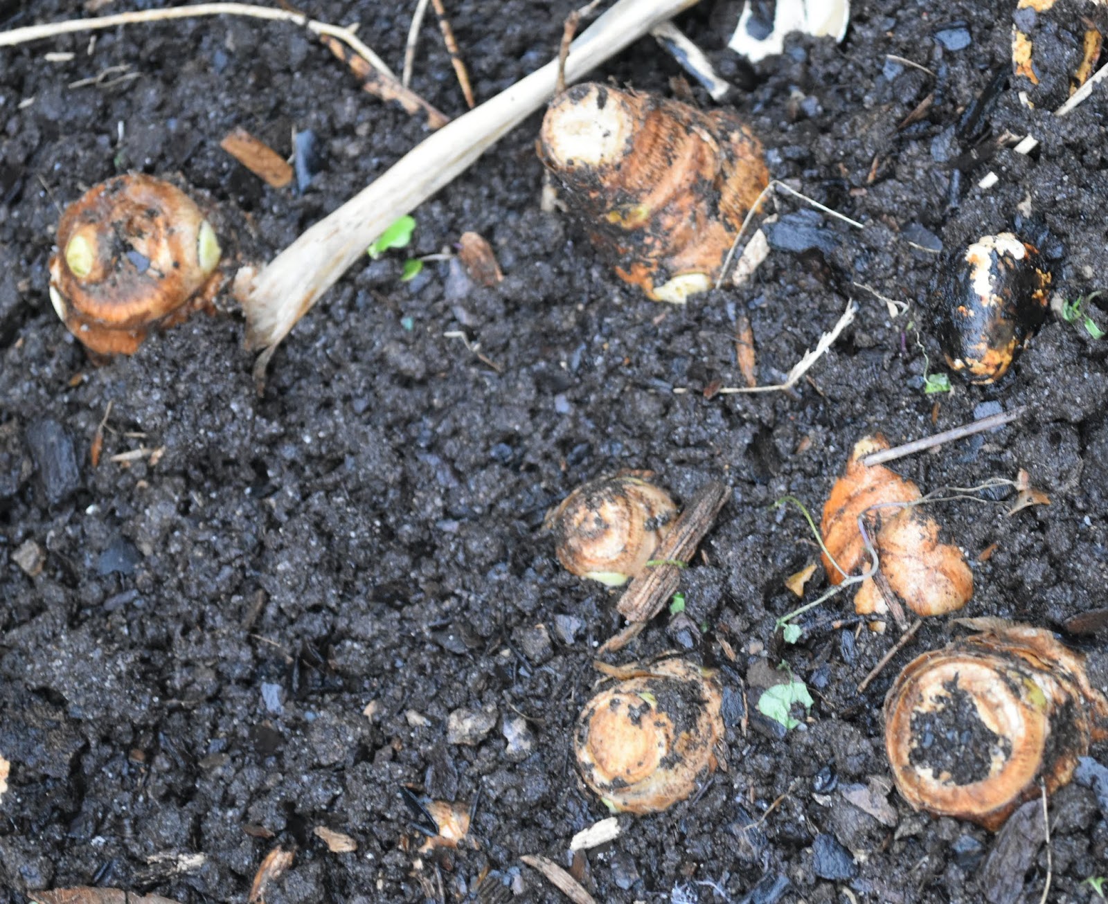 Veena Chimes: Growing Turmeric- 2 - Making Turmeric Powder At Home