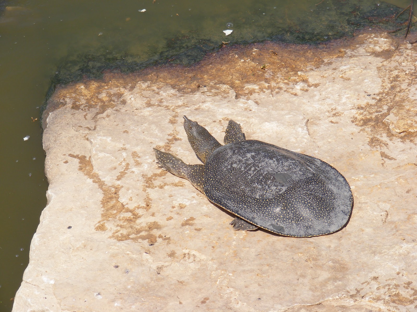Det smager altid lidt af fugl: Alexander Floden - Blød skjoldede skilpadder