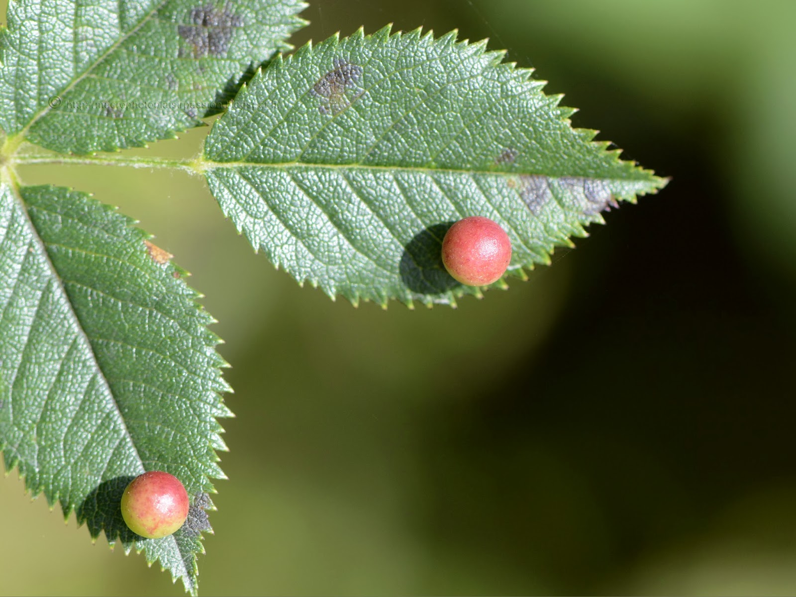 Macrophoto plaisir passion: Cynips galle en perle du Rosier, Diplolepis ...