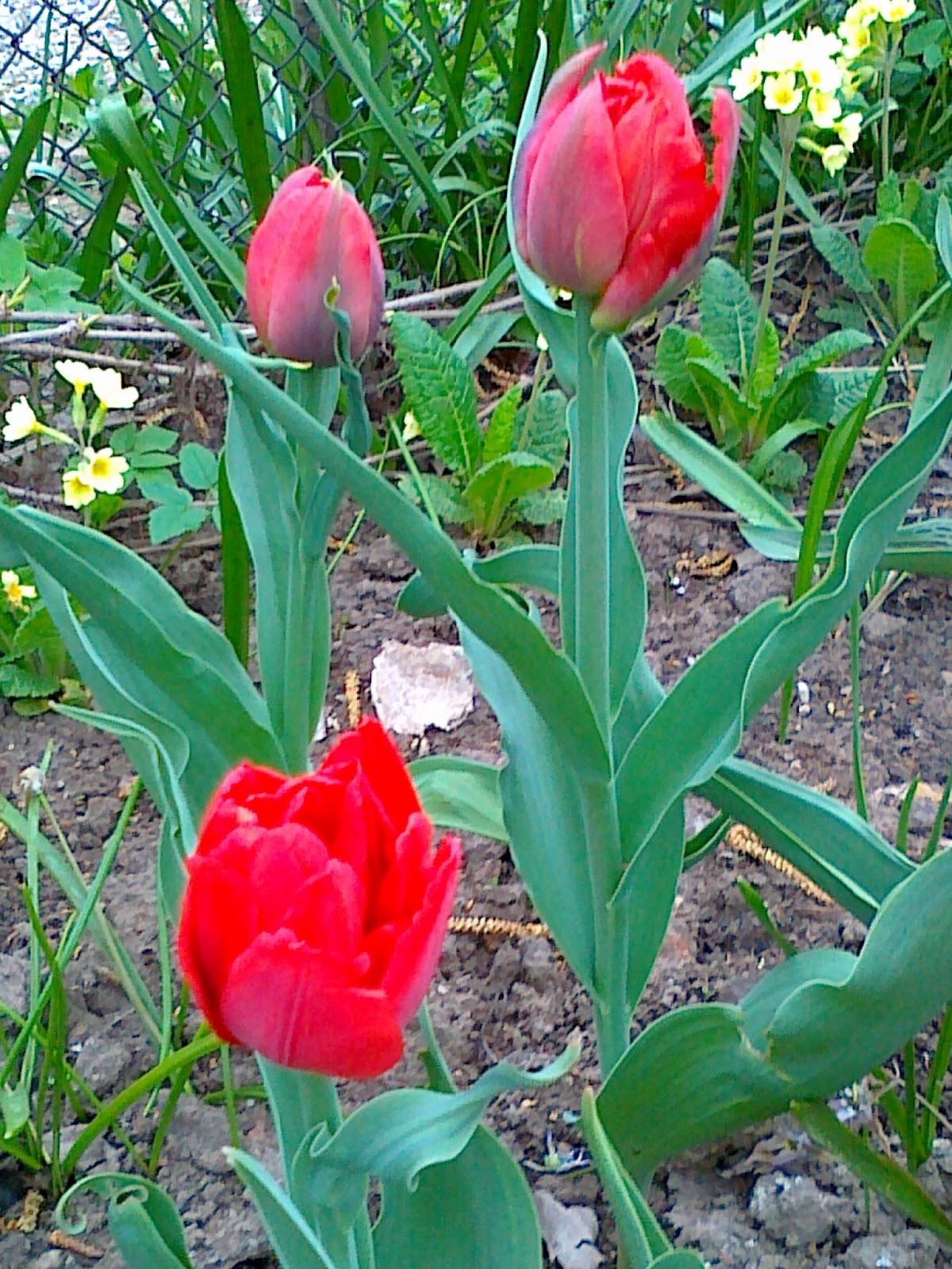 Tea's Garden Stories: Tulbid püsikupeenras