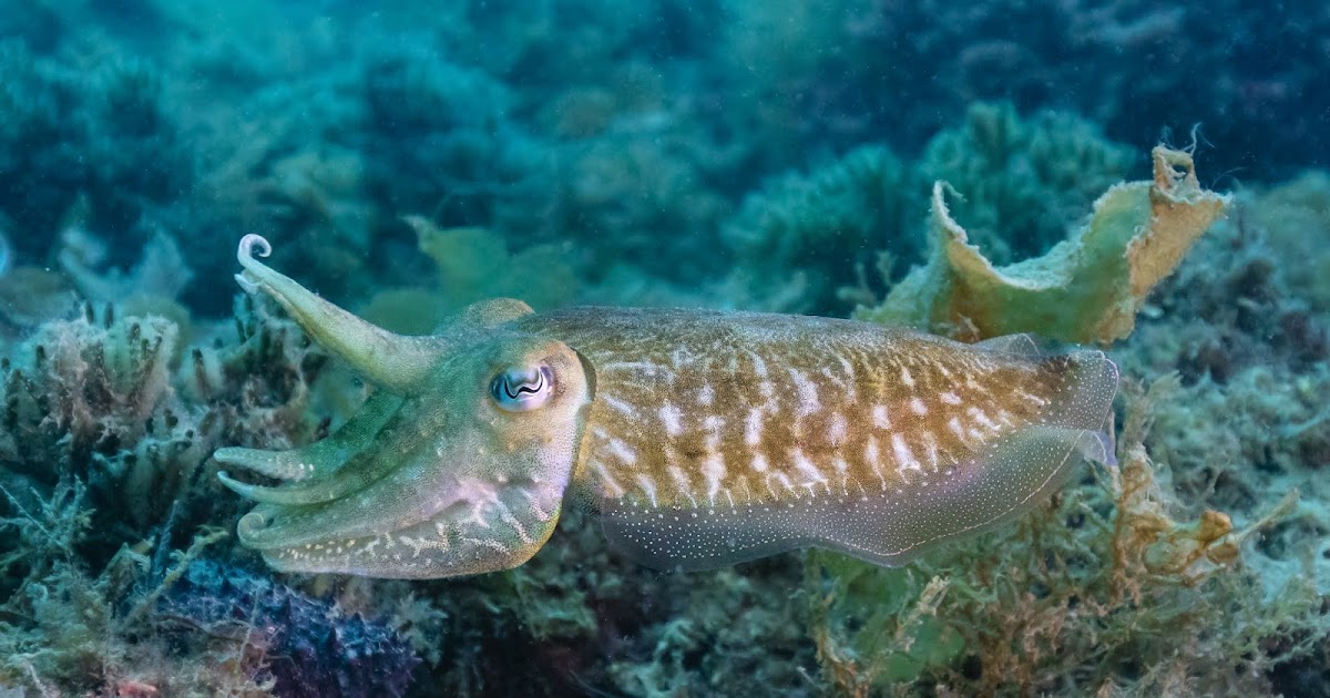 Variety of Life: Sepiida