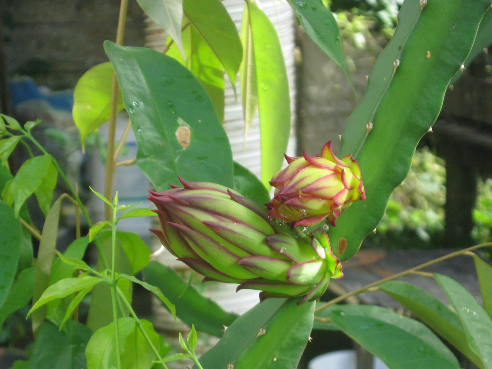 my walk with food and beautiful plants and flowers: Hylocereus undatus ...