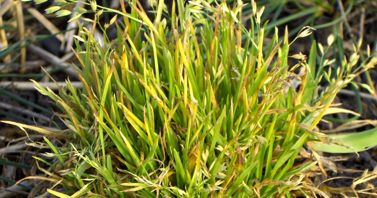 Karen`s Nature Photography: Winter Tuft of Grass With Seeds.