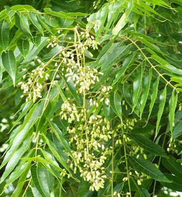 Argentina nativa: Cedro coya (Cedrela angustifolia)