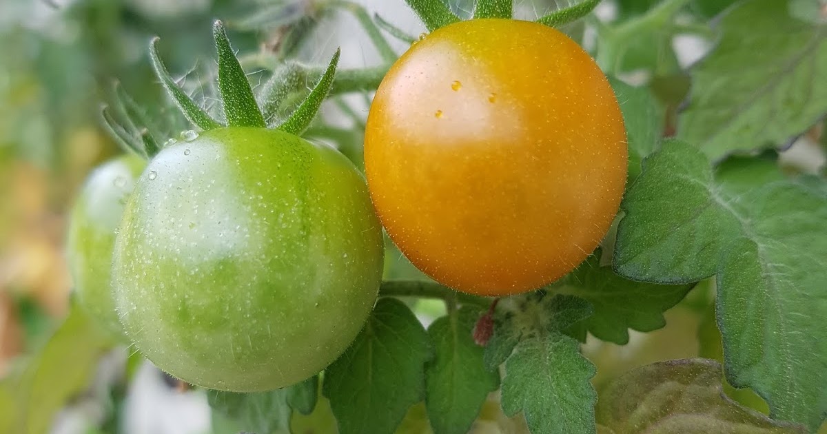 the Orient: 방울토마토 [cherry tomato] Fruit 열매2