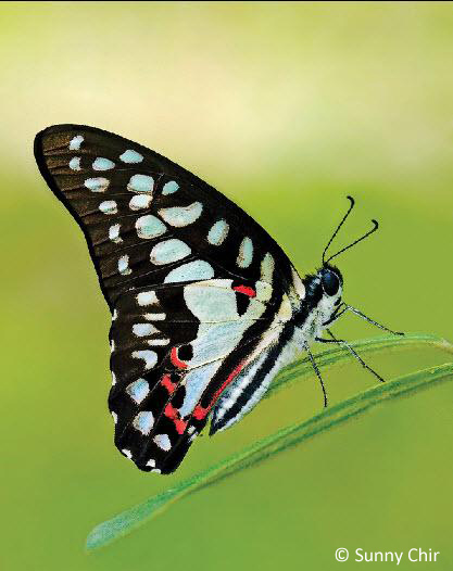 RAJA KUPU KUPU: the Common Jay (Graphium doson evemonides)