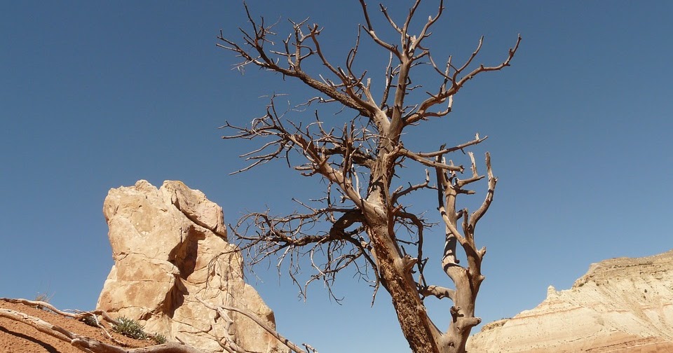 Asadal: Saturday Poetry Corner 20: The Upas Tree