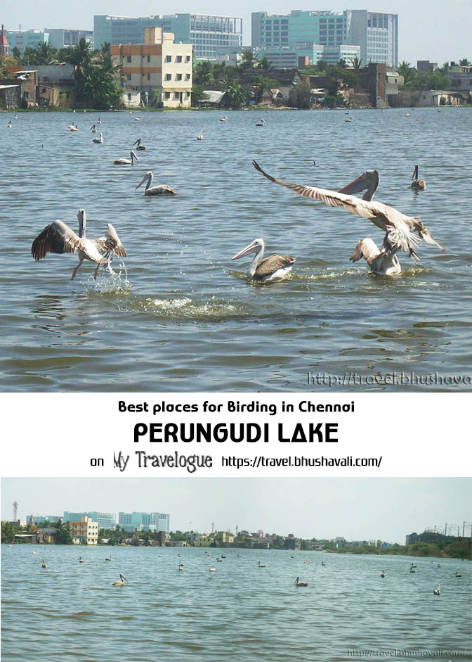 Birding in Chennai - Perungudi Lake (Kanchipuram - Tamil Nadu) | My ...