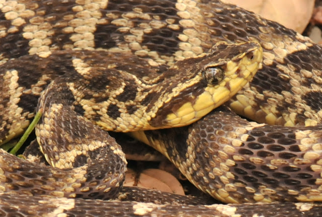Ofidico: Bothrops atrox cf isabelae