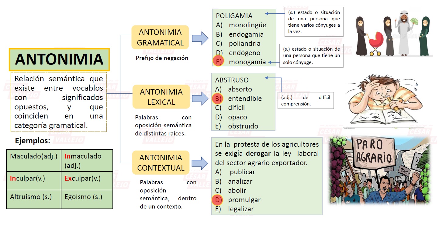 Mapa conceptual de Sinonimia y Antonimia | Razonamiento Verbal