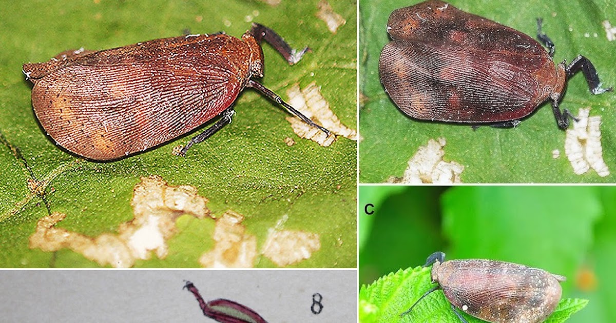 Species New to Science: [Entomology • 2020] The Oriental Genus Purusha ...