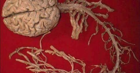 Glorious Anomaly: "Exploring the nervous system"