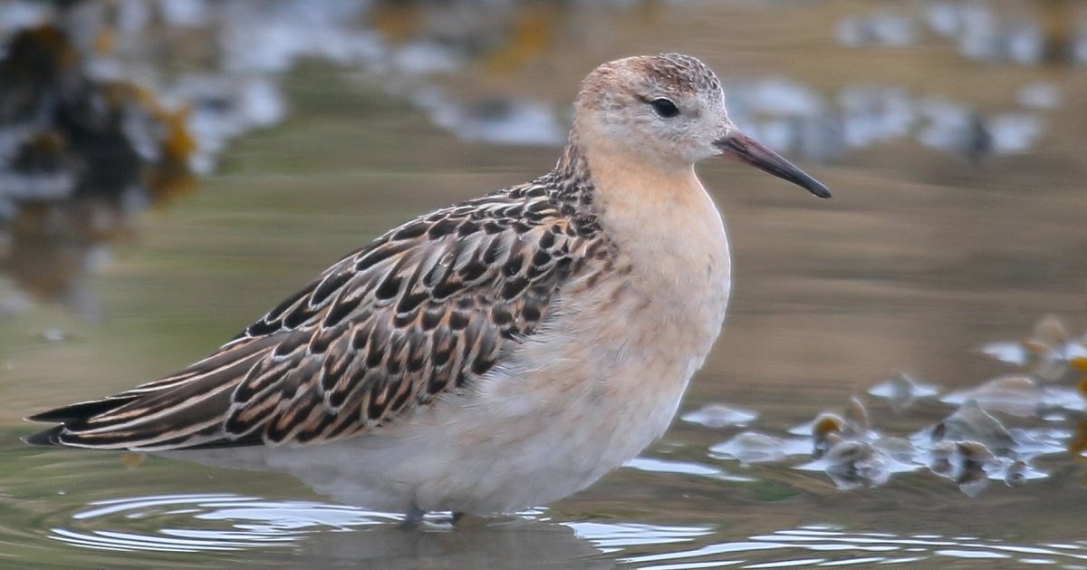 Raw Birds: RUFF (Calidris pugnax) Juvenile plumage, Rogerstown Estuary ...