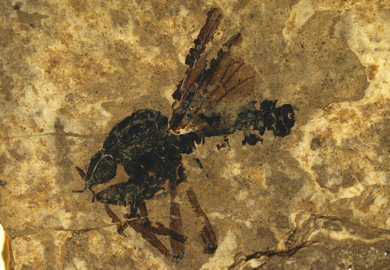 Species New to Science: [PaleoEntomology • 2021] A Revision of Fossil ...